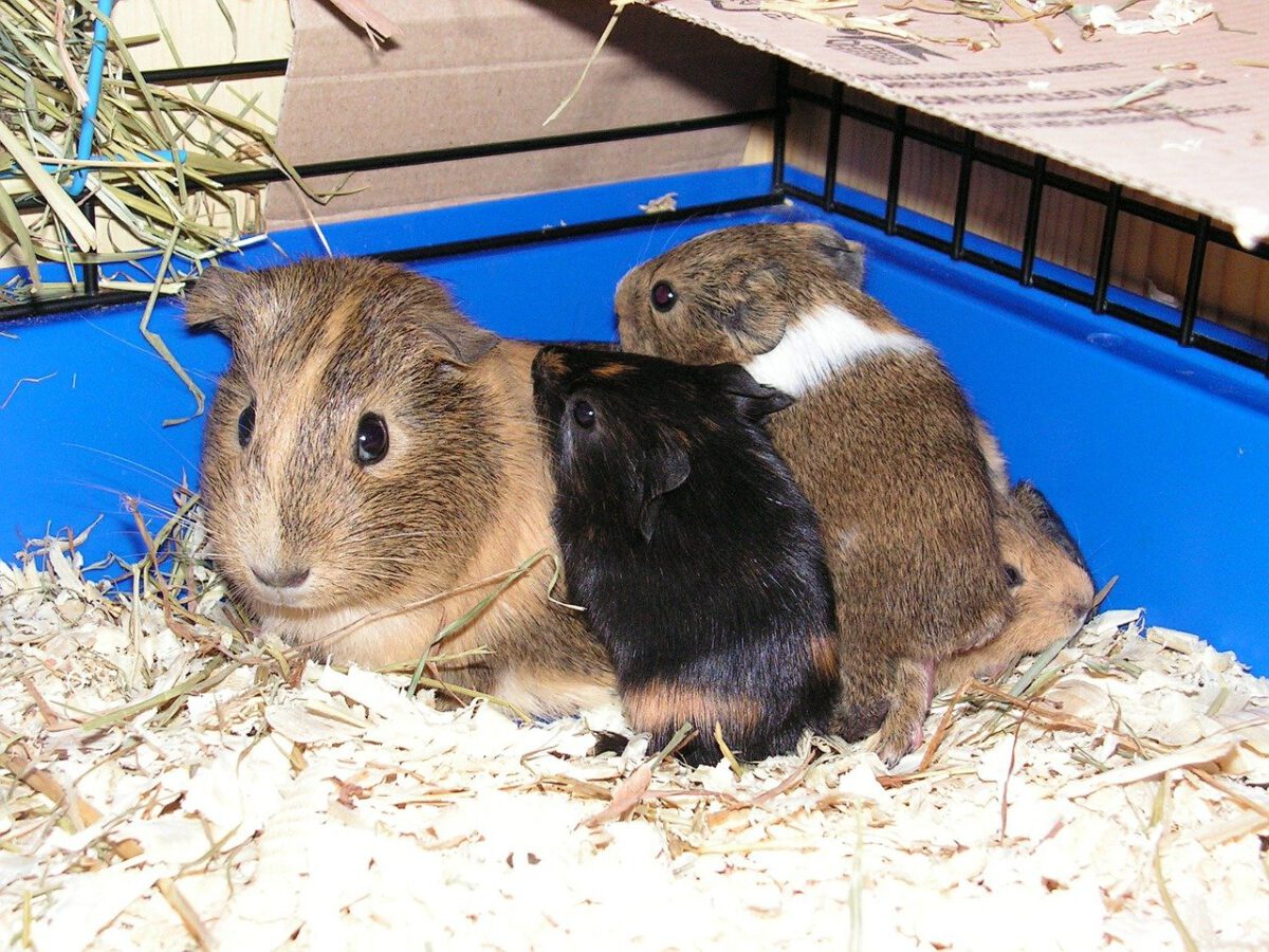 Een cavia onderhouden | Alles voor cavia's